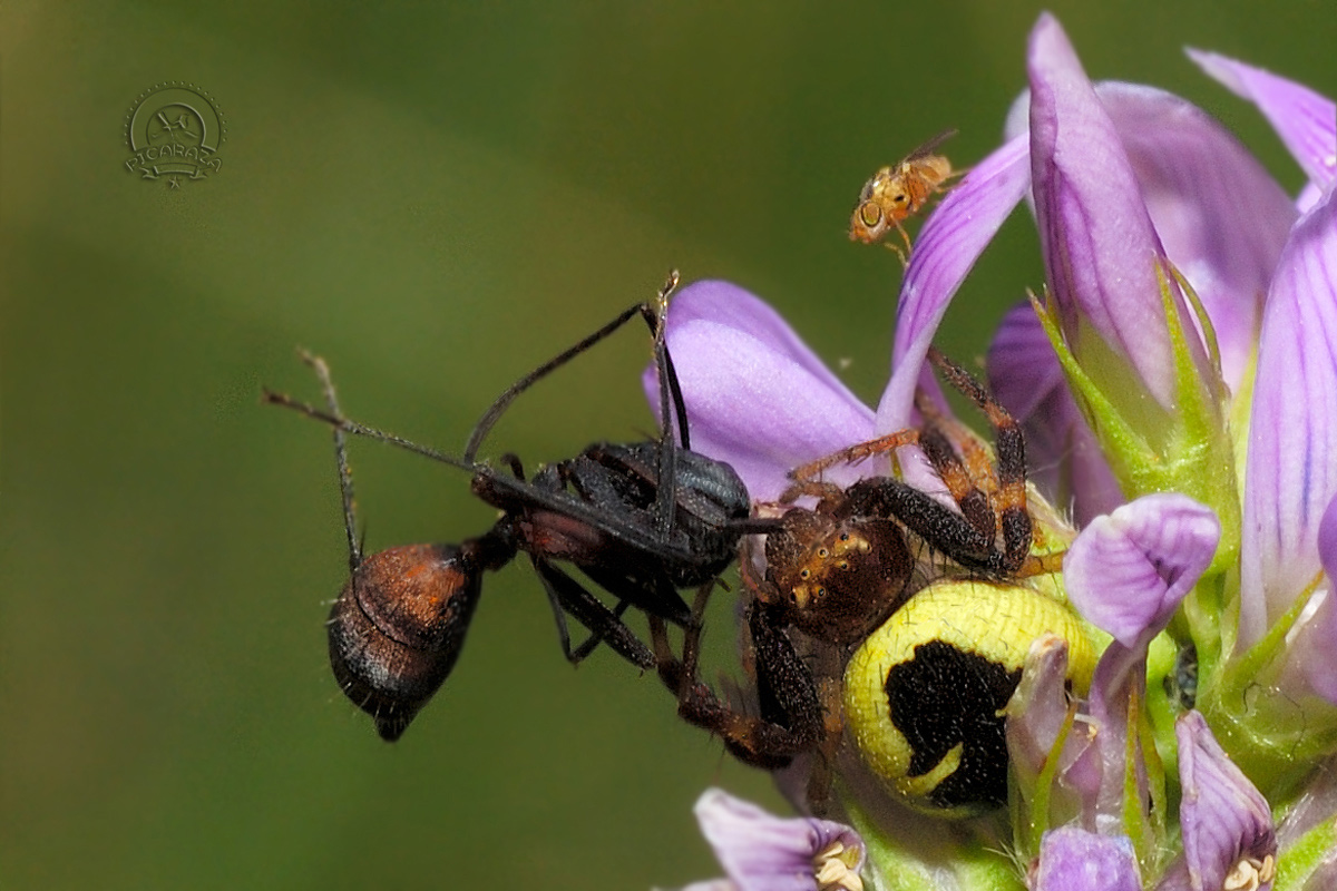 Fotografía Thomisidae| Picaraza